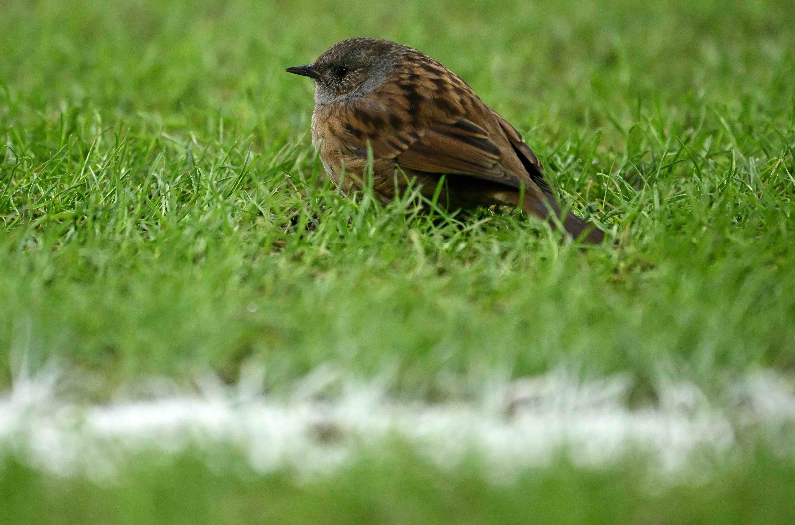 Derby County v Wrexham AFC - Sky Bet Championship - Panenka